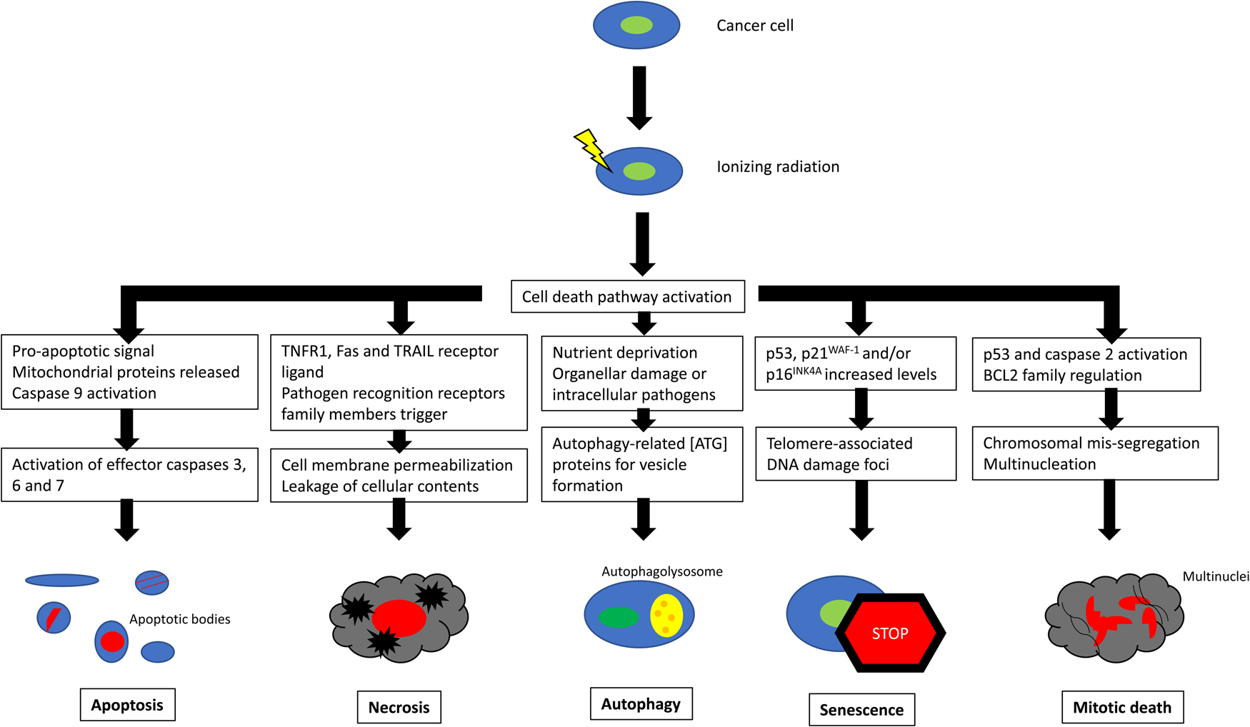Cell death mechanisms in head and neck cancer cells in response to low ...