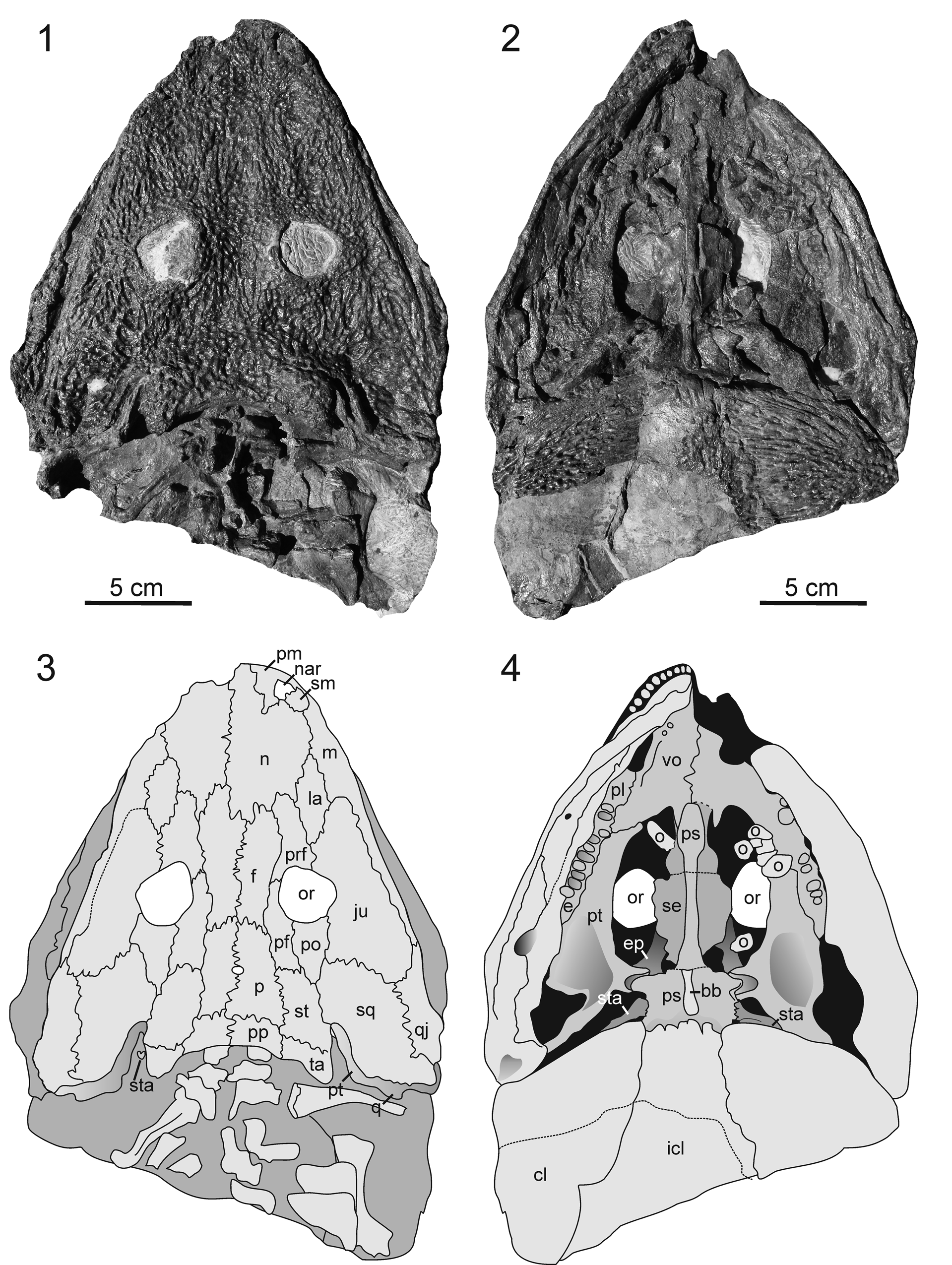 A new species of Sclerocephalus with a fully ossified endocranium gives ...