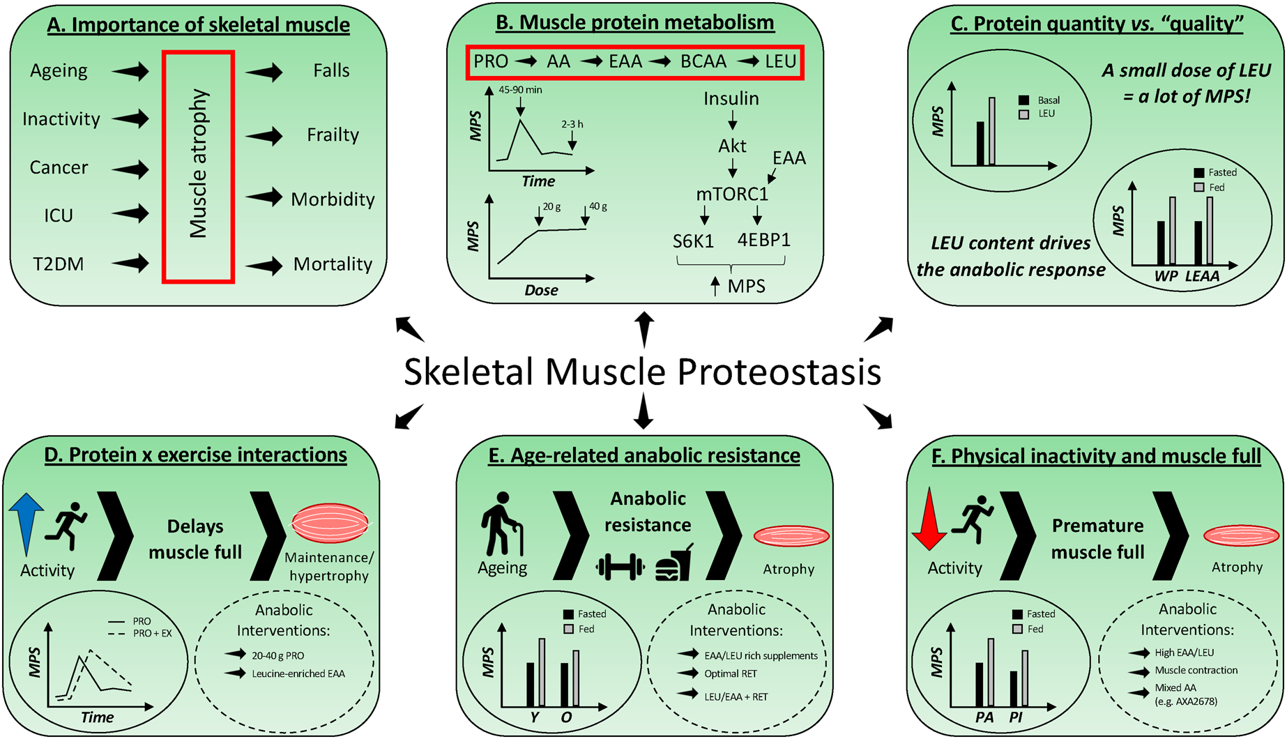 Dietary protein, exercise, ageing and physical inactivity: interactive ...