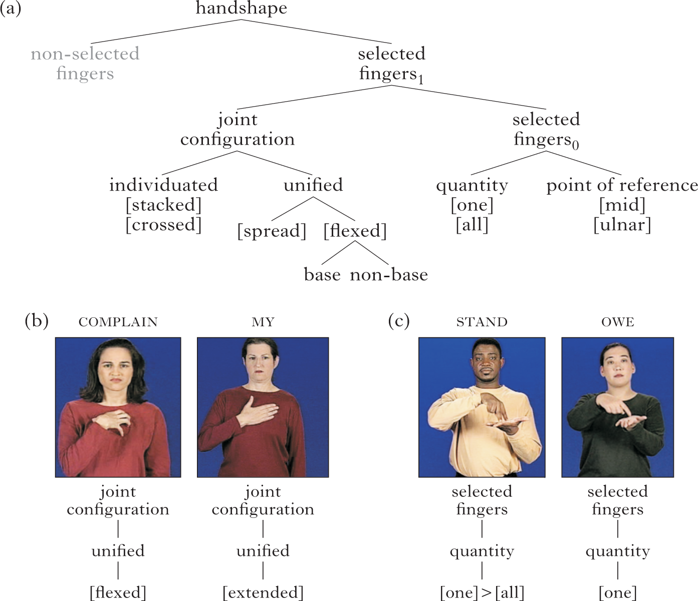 Community interactions and phonemic inventories in emerging sign ...