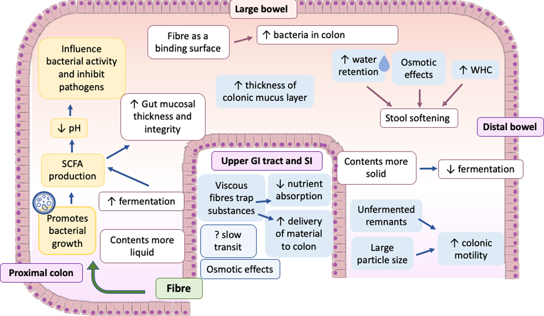 Interactions between dietary fibre and the gut microbiota | Proceedings ...