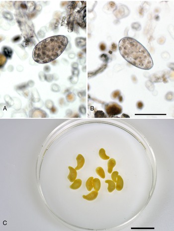 The winner takes it all: dominance of Calicophoron daubneyi (Digenea ...
