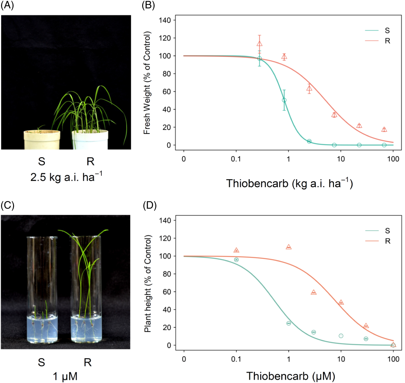 Thiobencarb resistance mechanism is distinct from CYP81A-based cross ...
