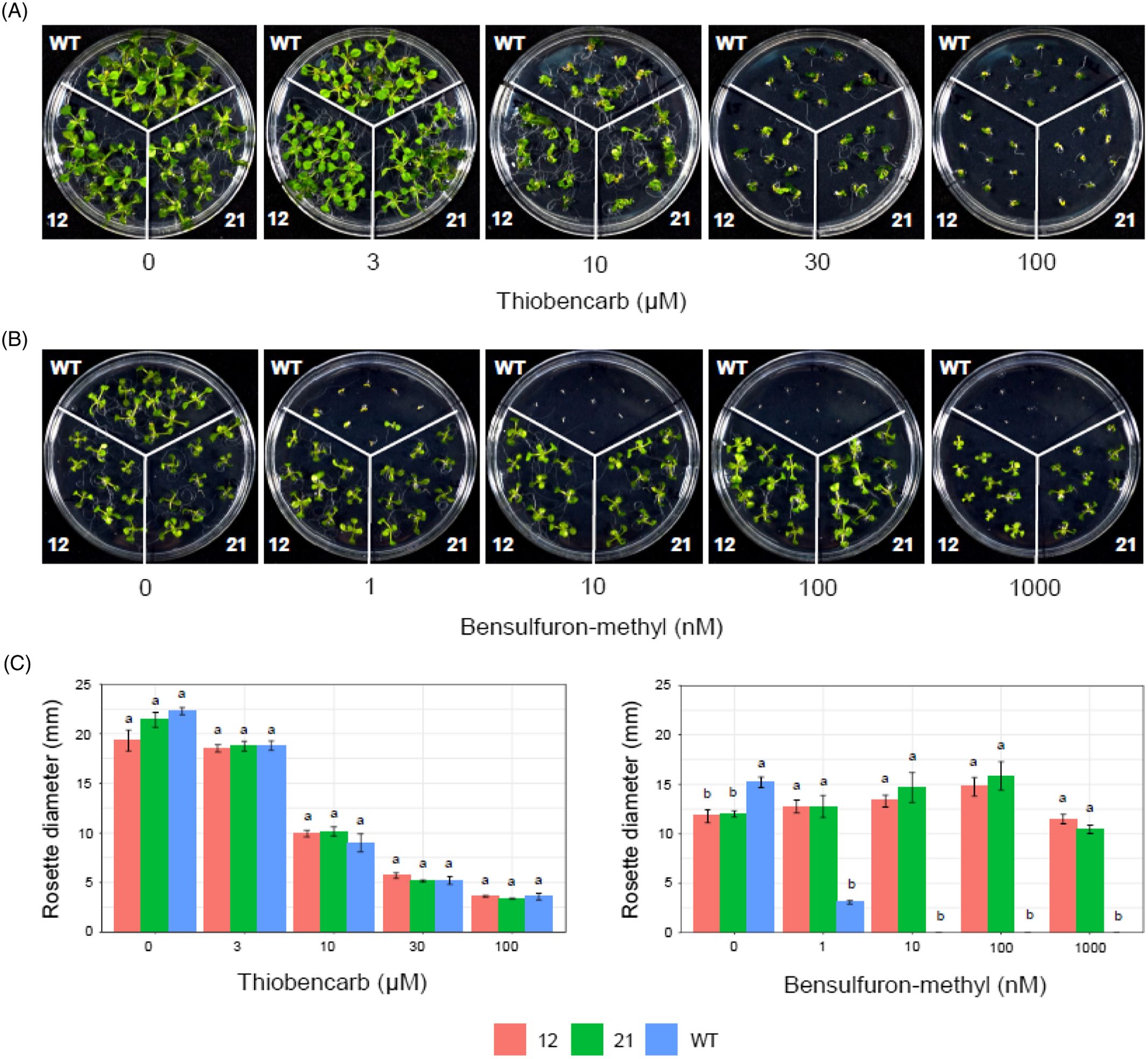 Thiobencarb resistance mechanism is distinct from CYP81A-based cross ...