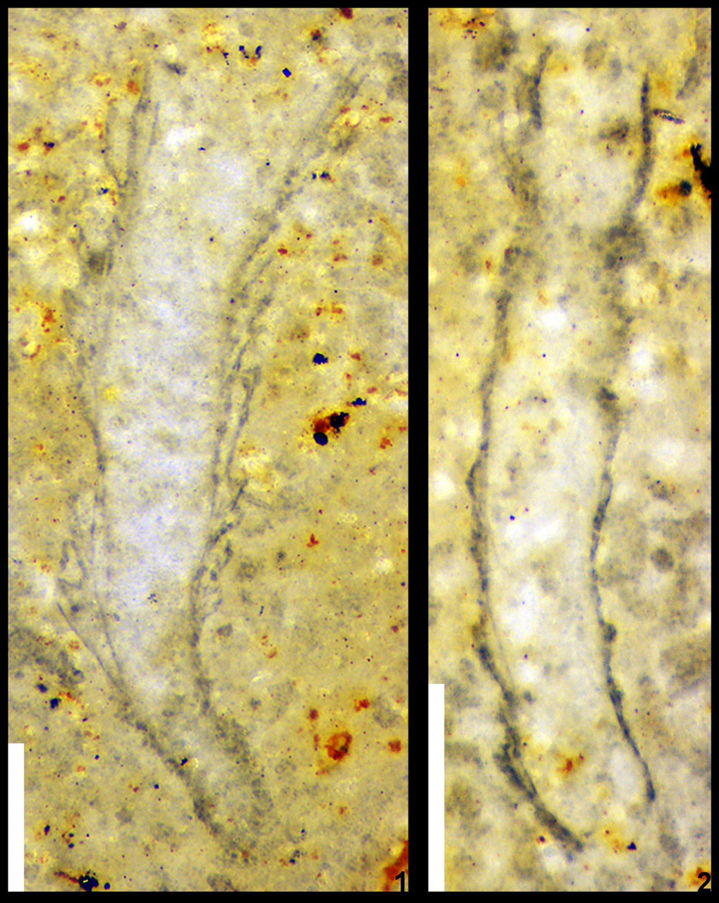 Taxonomic revision of Ediacaran tubular fossils: Cloudina ...