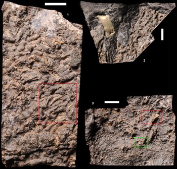 Taxonomic revision of Ediacaran tubular fossils: Cloudina ...