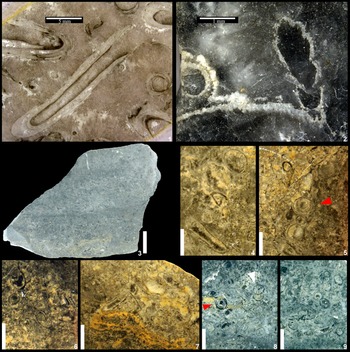 Taxonomic revision of Ediacaran tubular fossils: Cloudina ...