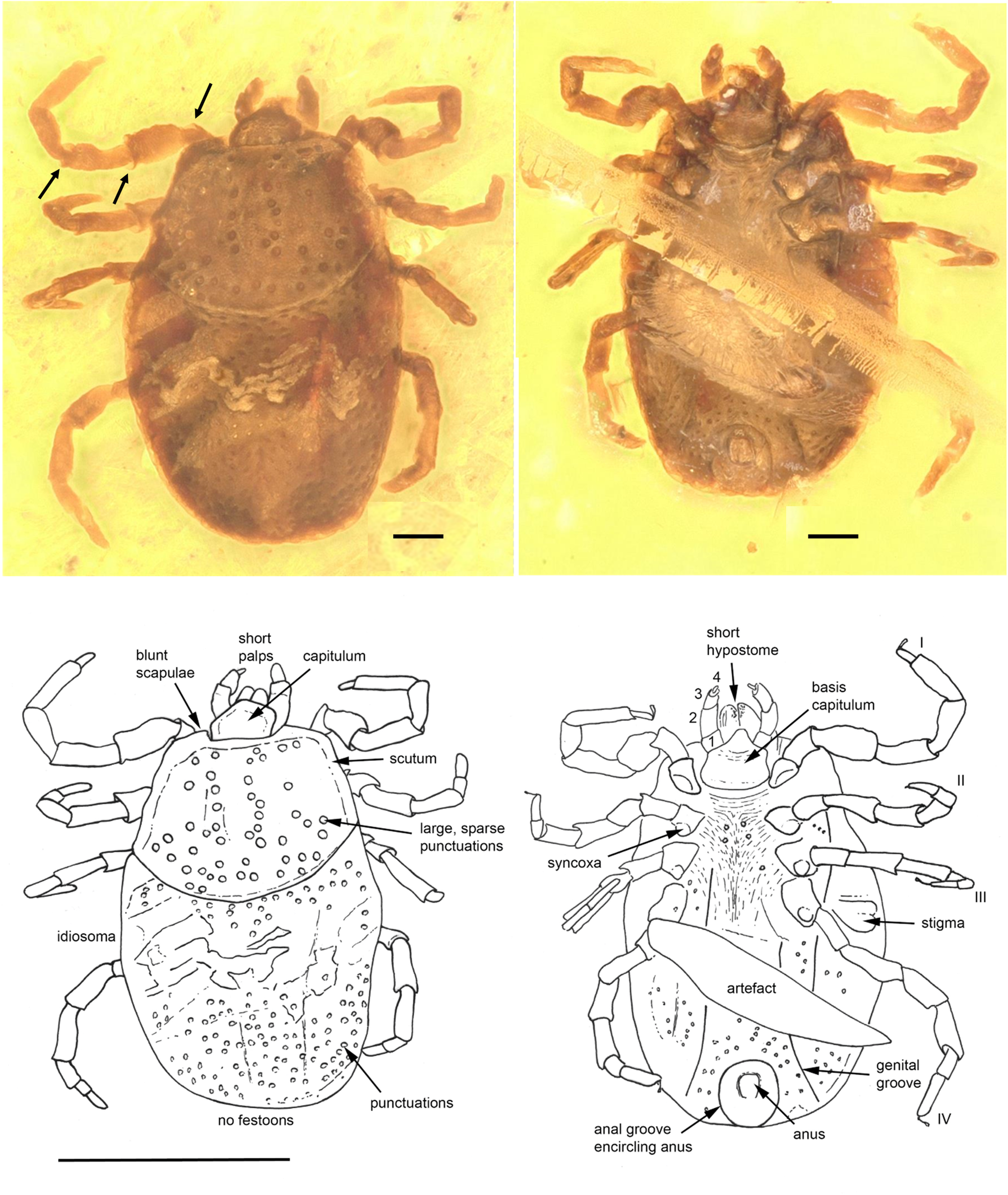 A remarkable assemblage of ticks from mid-Cretaceous Burmese amber ...