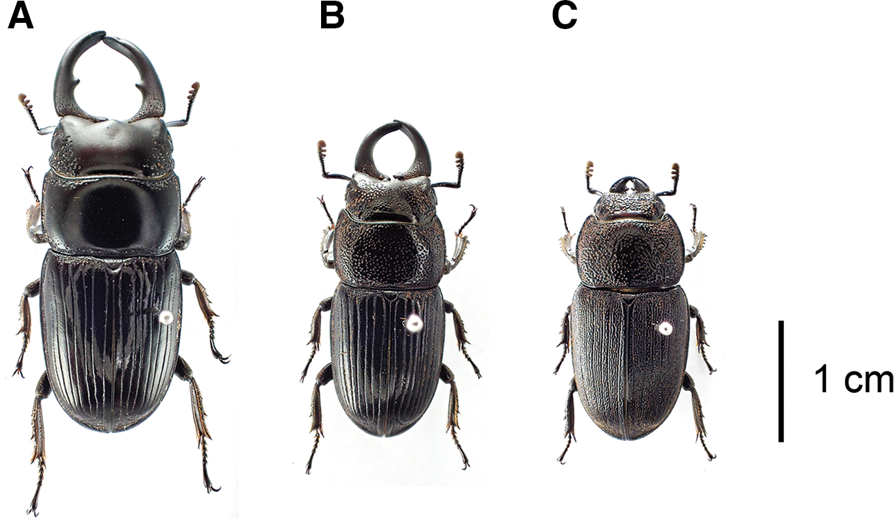 Feeding performance of the larval stag beetle Aegus chelifer ...