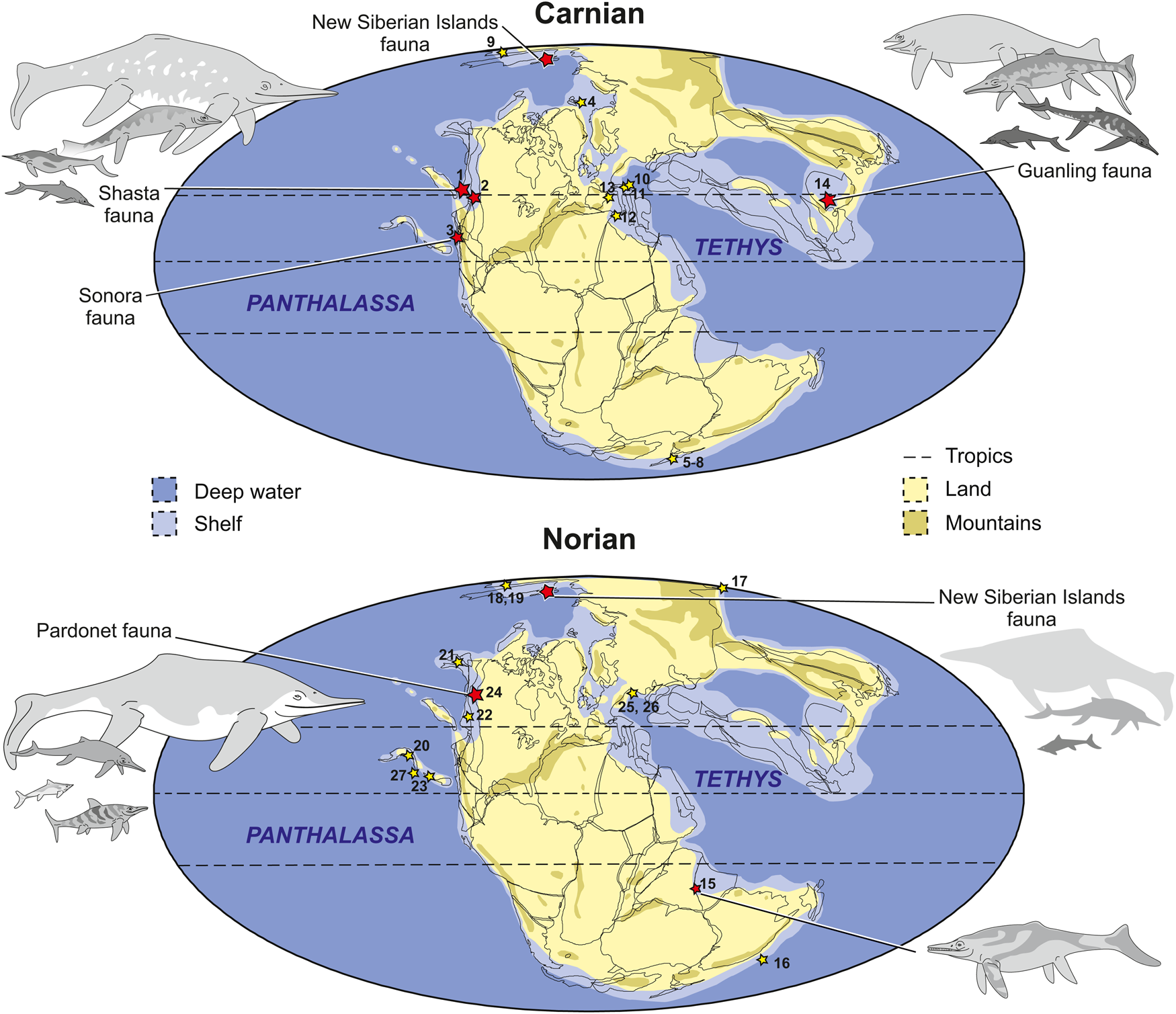 Ichthyosaurs from the Upper Triassic (Carnian–Norian) of the New ...