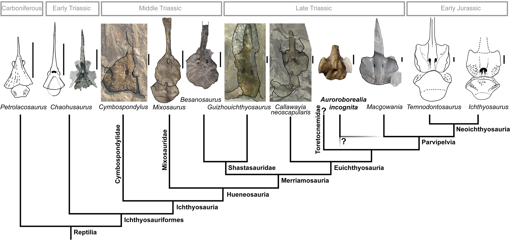 Ichthyosaurs from the Upper Triassic (Carnian–Norian) of the New ...