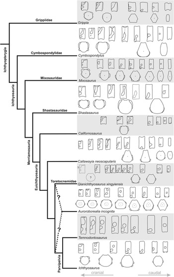Ichthyosaurs from the Upper Triassic (Carnian–Norian) of the New ...