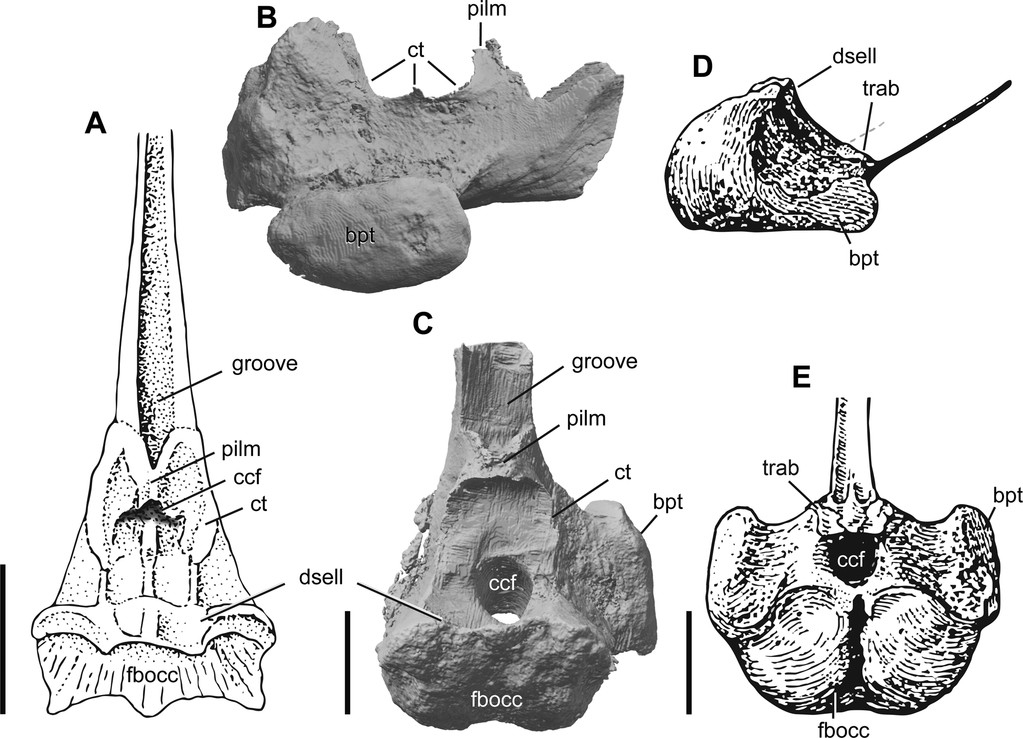 Ichthyosaurs from the Upper Triassic (Carnian–Norian) of the New ...
