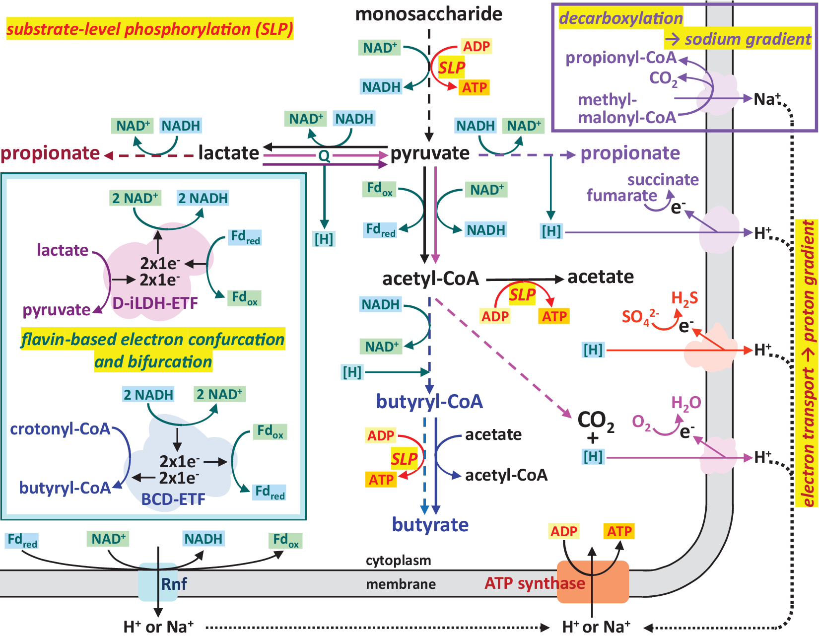 Microbial lactate utilisation and the stability of the gut microbiome ...