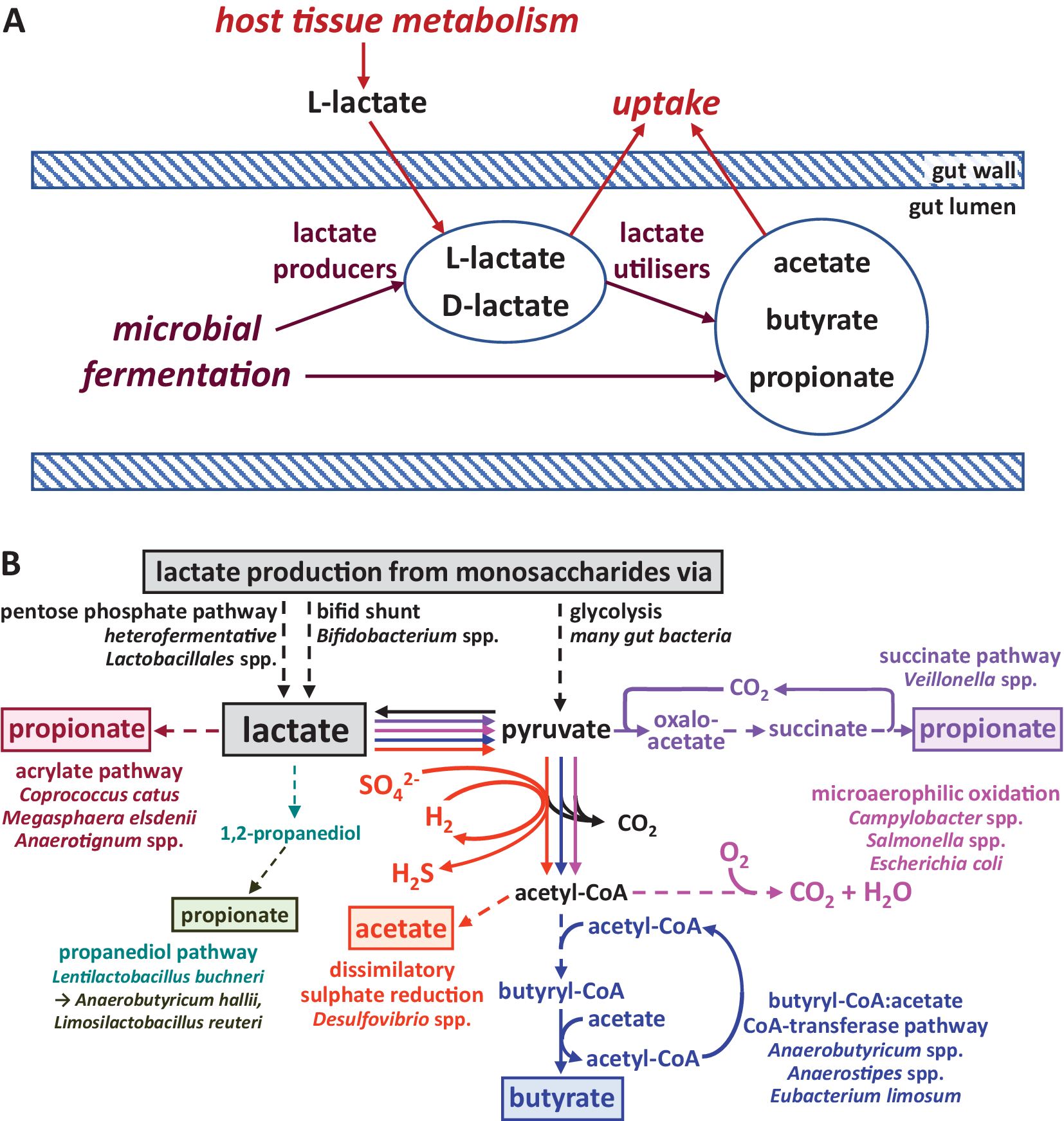 Microbial lactate utilisation and the stability of the gut microbiome ...