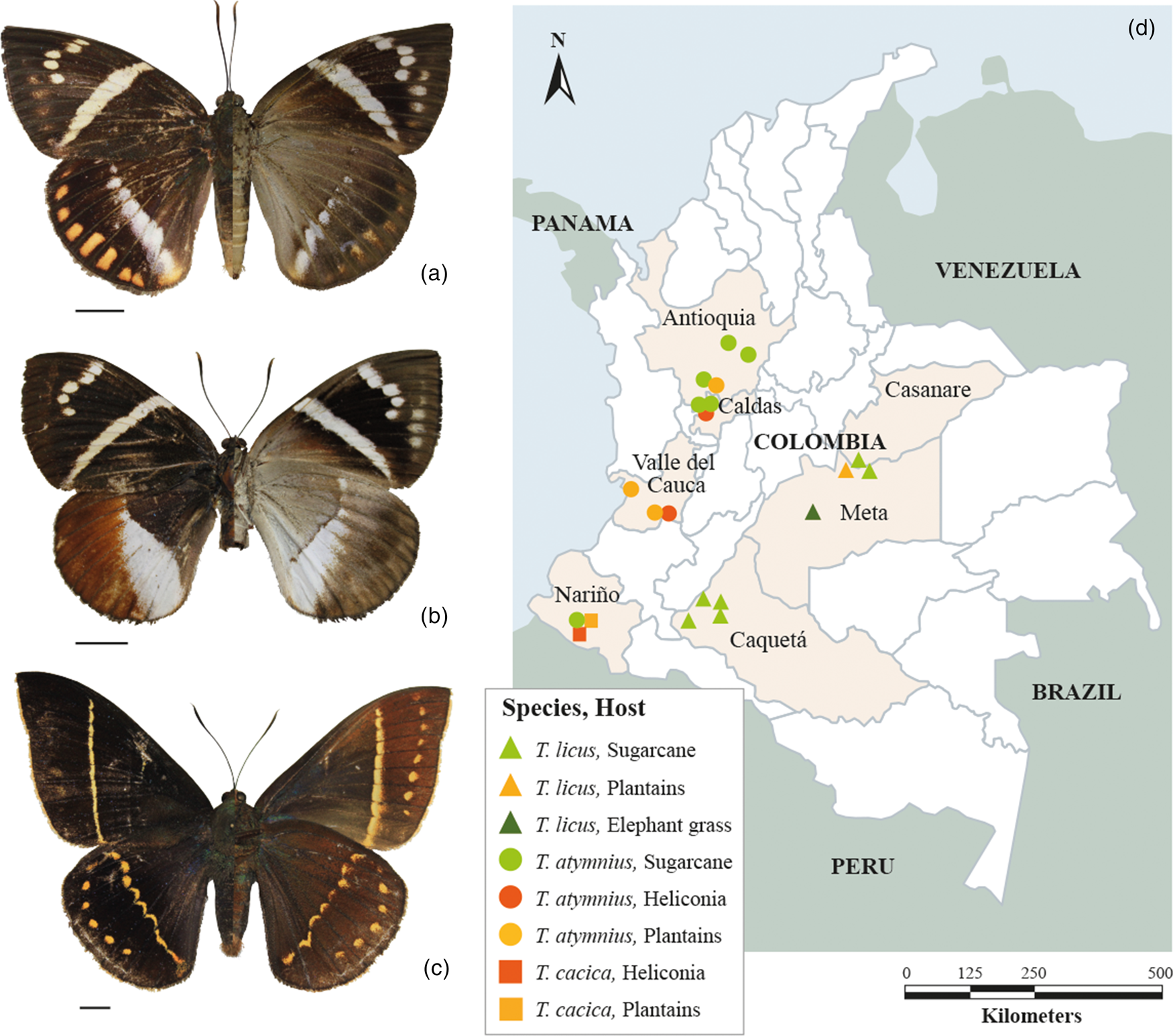 Morphological and molecular characterization of Castniidae (Lepidoptera ...