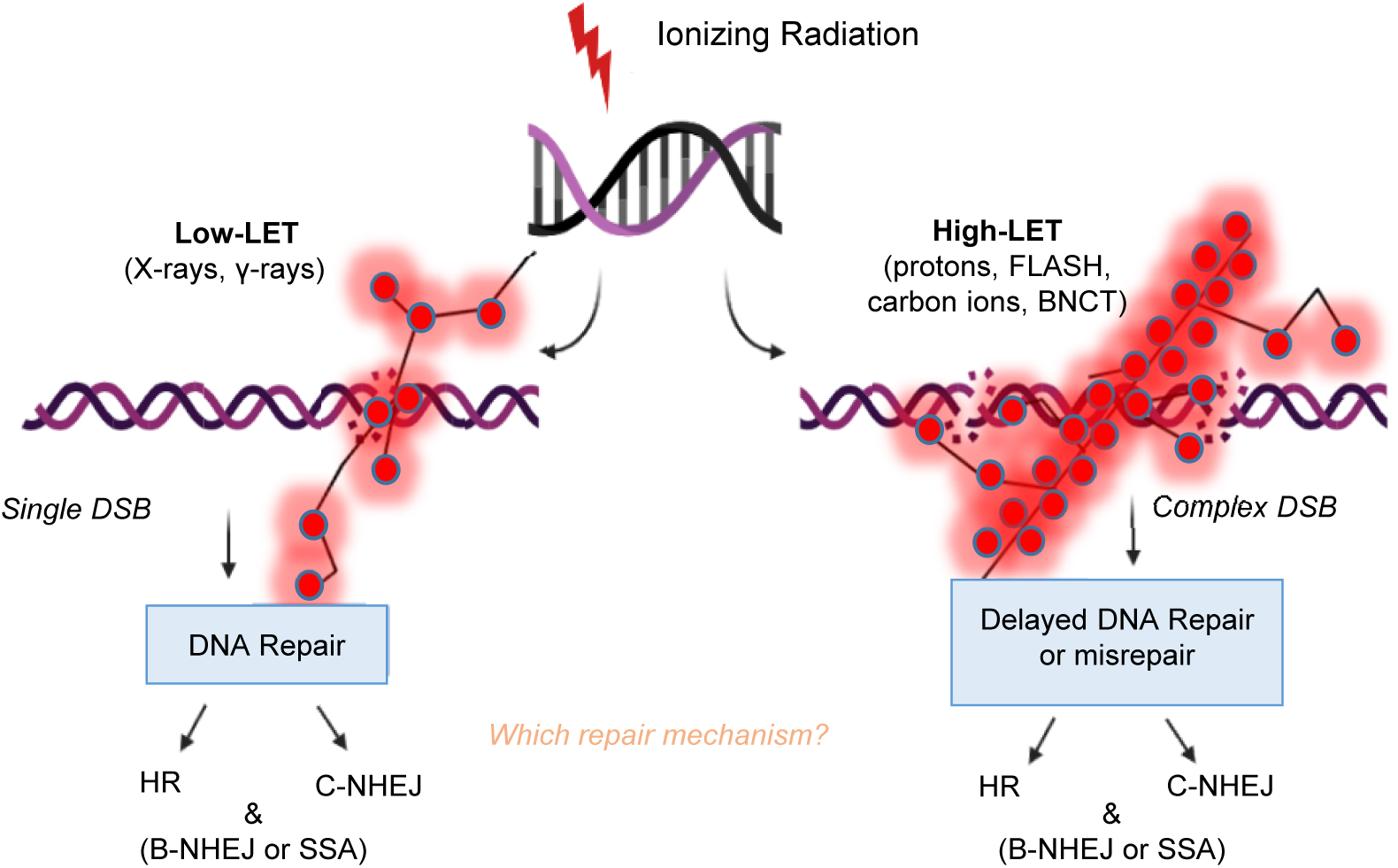 Key biological mechanisms involved in high-LET radiation therapies with ...