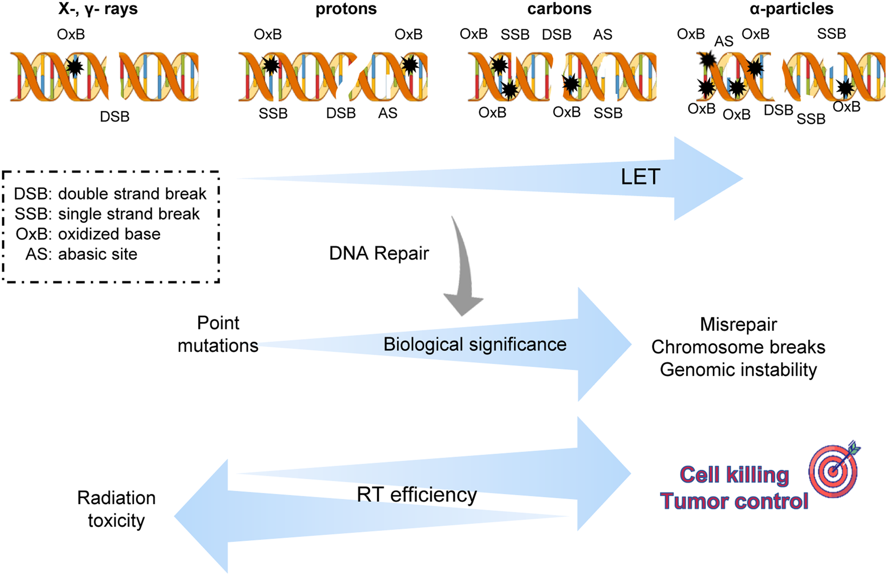 Key biological mechanisms involved in high-LET radiation therapies with ...