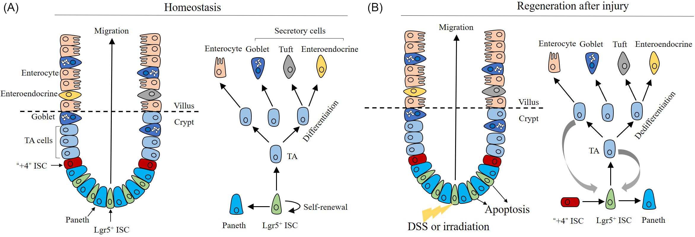 Modulation of intestinal stem cell homeostasis by nutrients: a novel ...