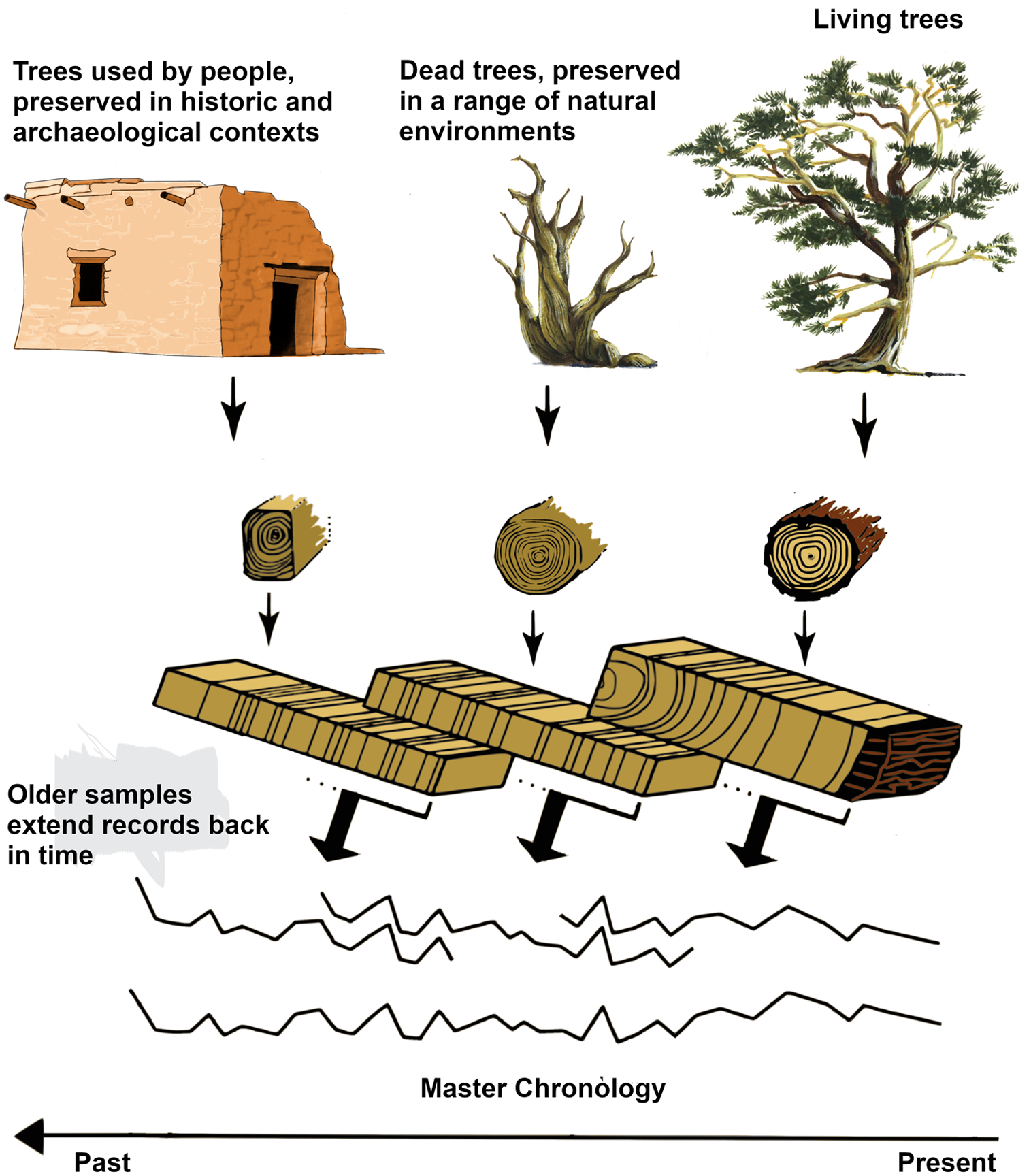 DENDROCHRONOLOGY AND RADIOCARBON DATING | Radiocarbon | Cambridge Core