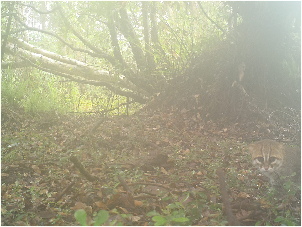 First records of the flat-headed cat Prionailurus planiceps on the ...