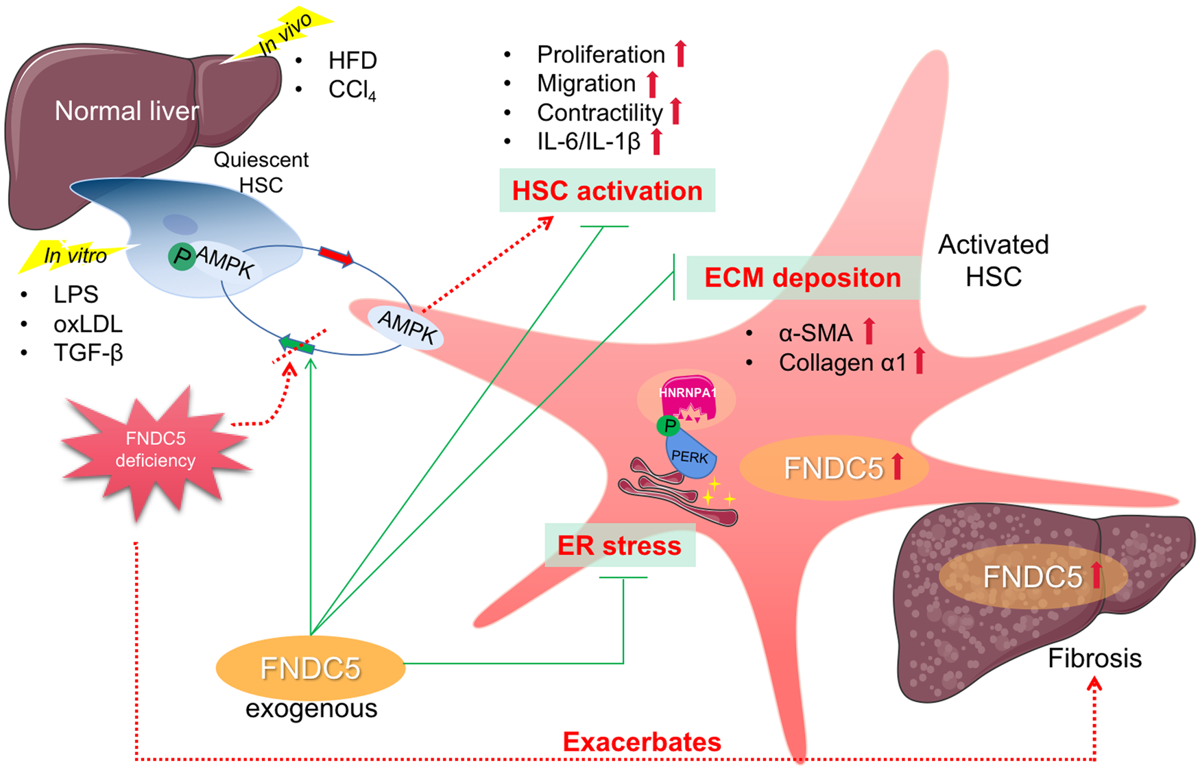 The potential role of FNDC5/irisin in various liver diseases: awakening ...