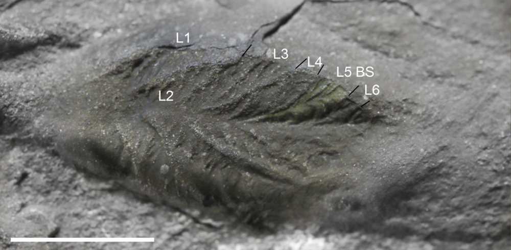 Palaeobiology of the reclining rangeomorph Beothukis from the Ediacaran ...