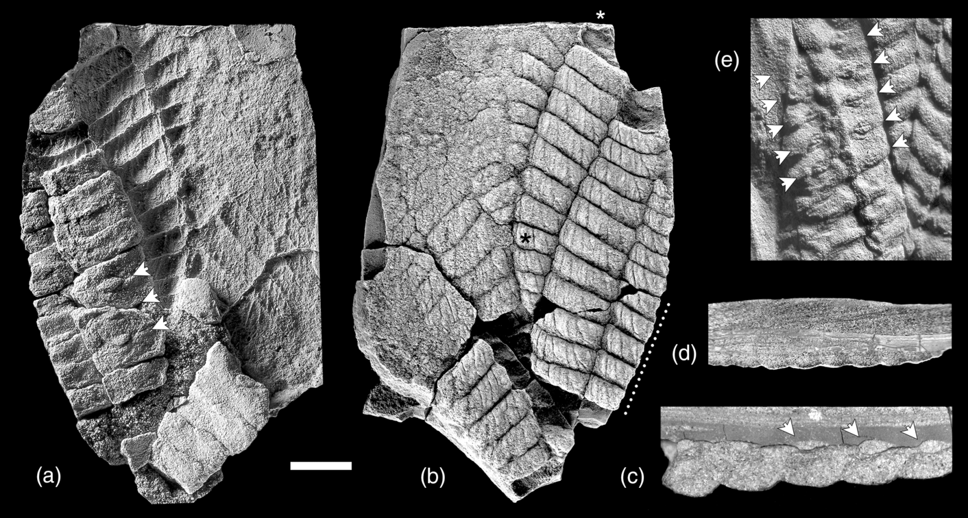 Constructional and functional anatomy of Ediacaran rangeomorphs ...