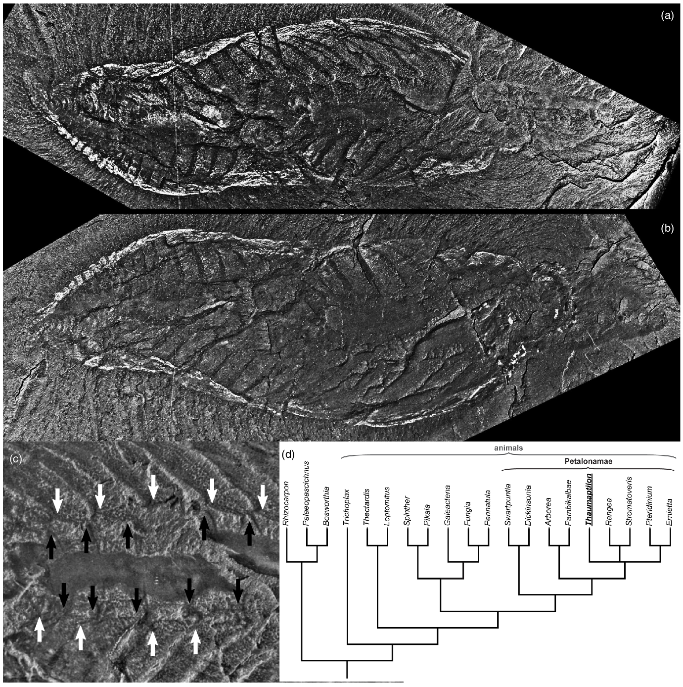 Ediacaran survivors in the Cambrian: suspicions, denials and a smoking ...