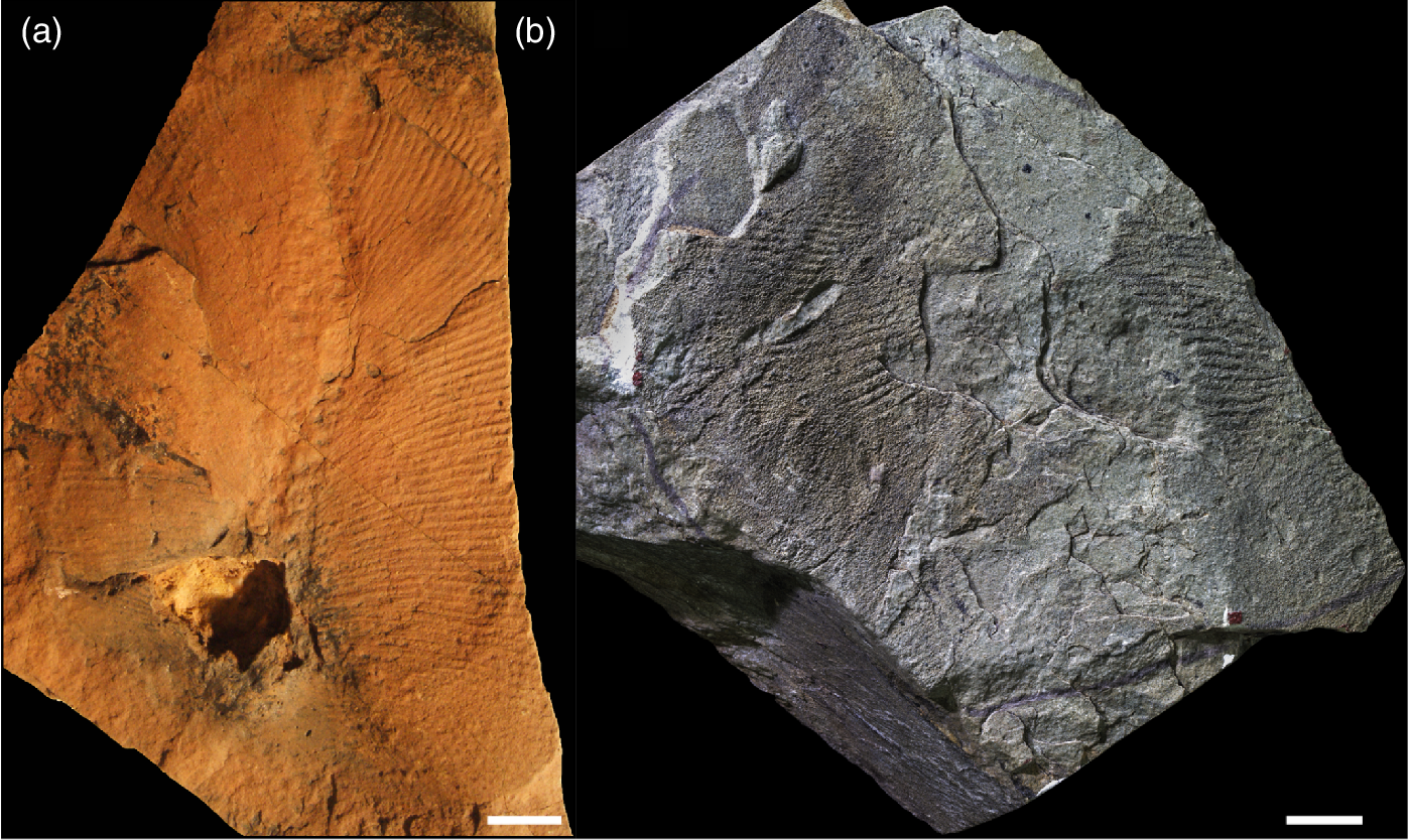 Ediacaran survivors in the Cambrian: suspicions, denials and a smoking ...
