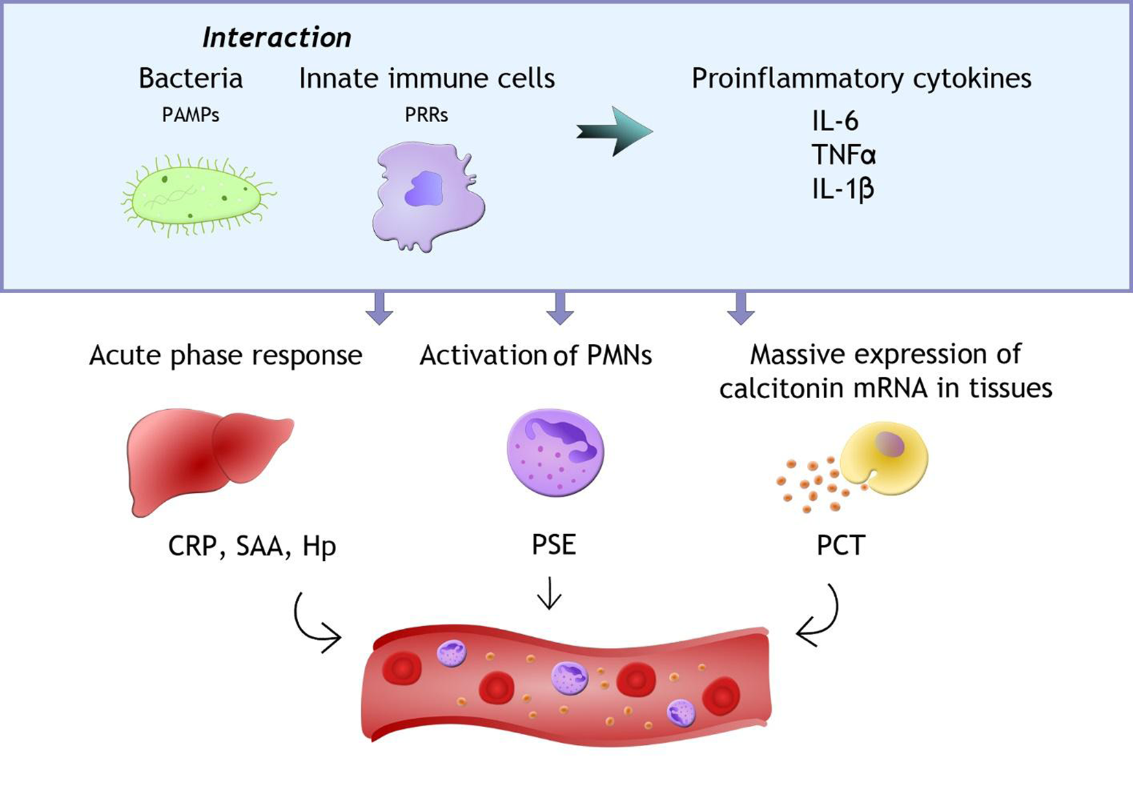 Biomarkers of sepsis in pigs, horses and cattle: from acute phase ...
