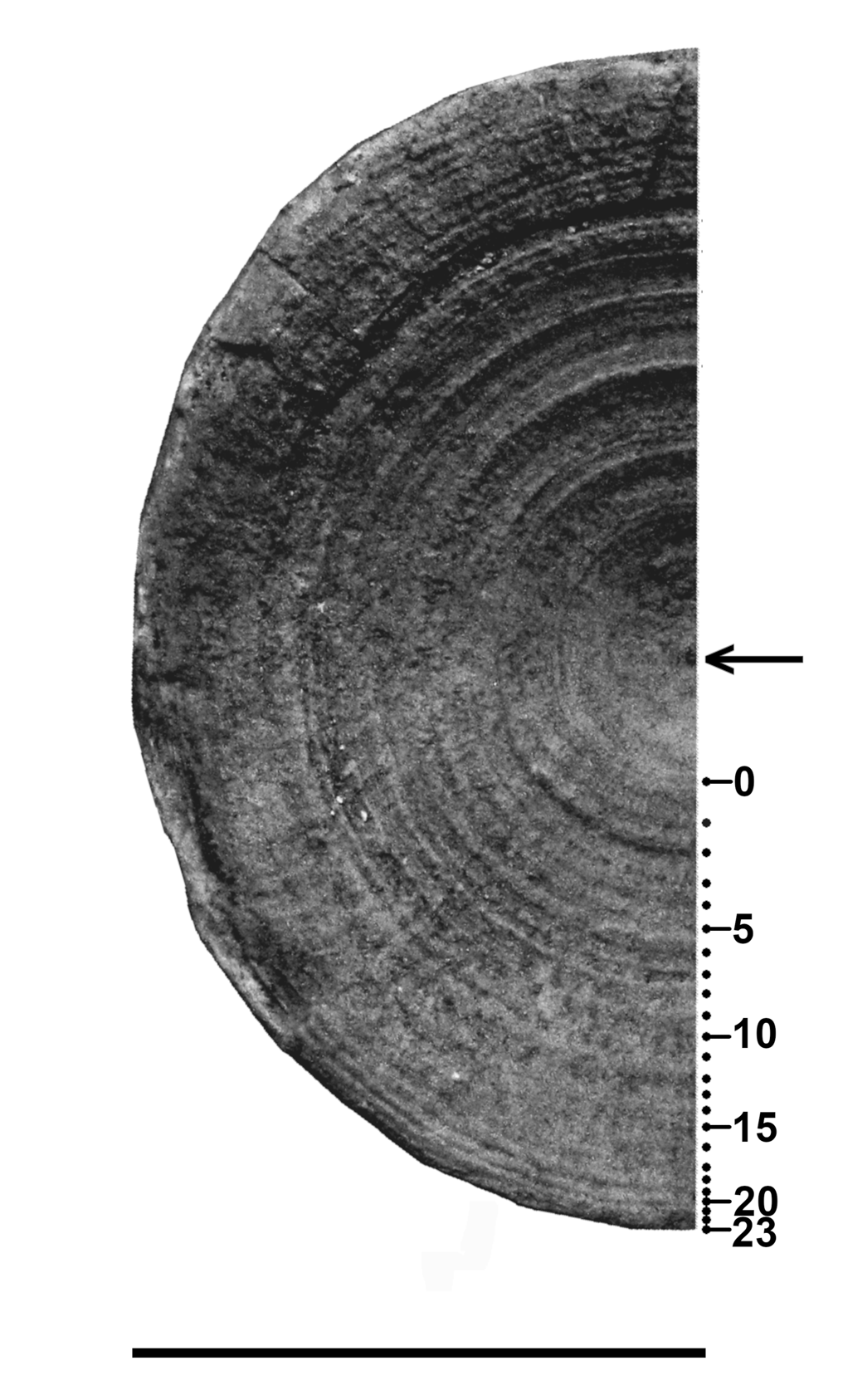 Morphology and paleobiology of the Late Cretaceous large-sized shark ...