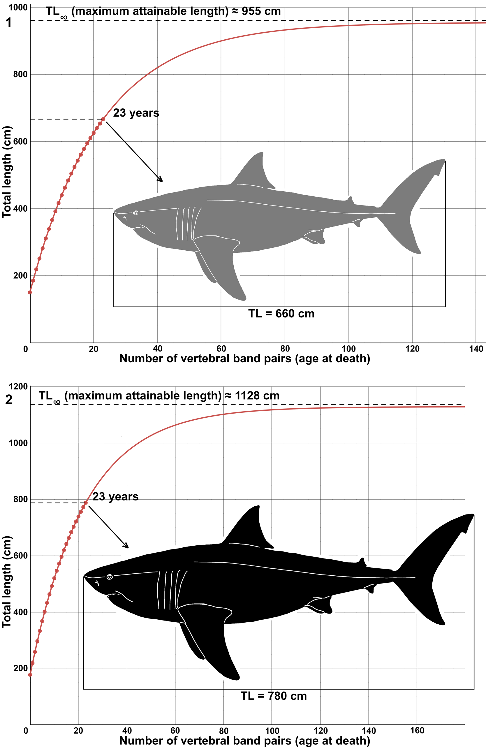 Morphology and paleobiology of the Late Cretaceous large-sized shark ...