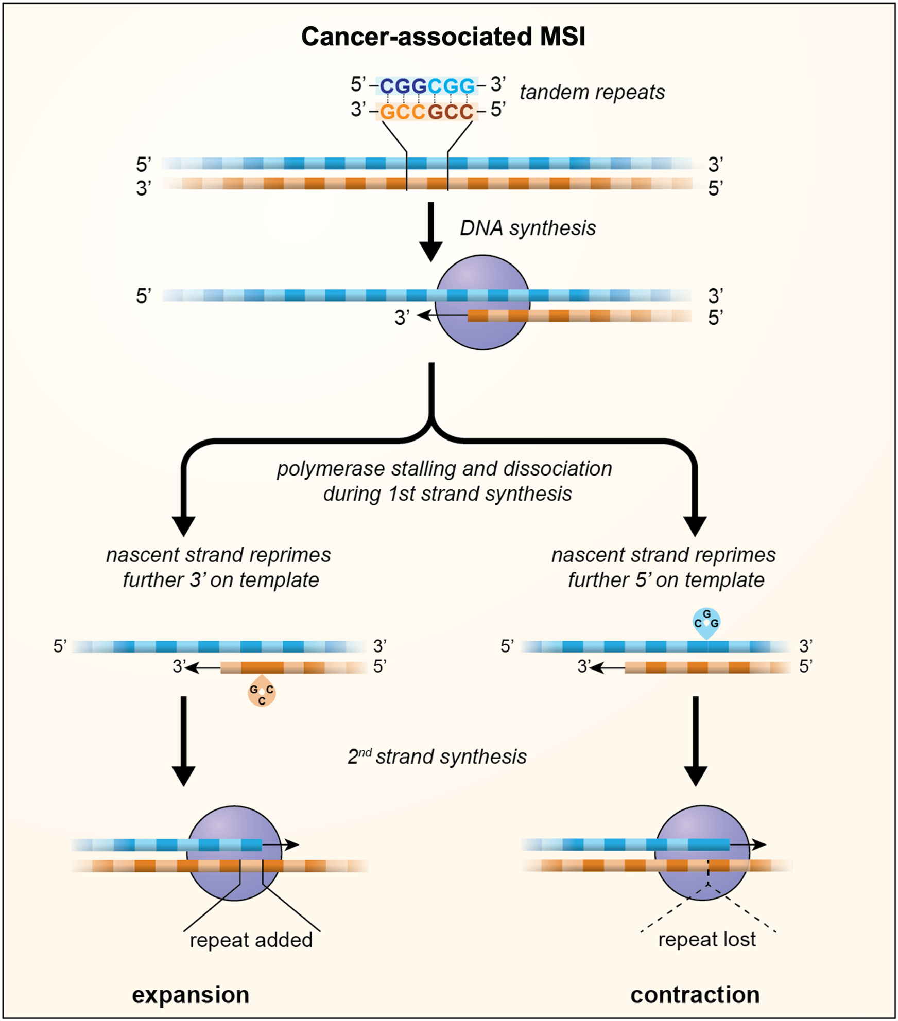 Mismatch repair is a double-edged sword in the battle against ...