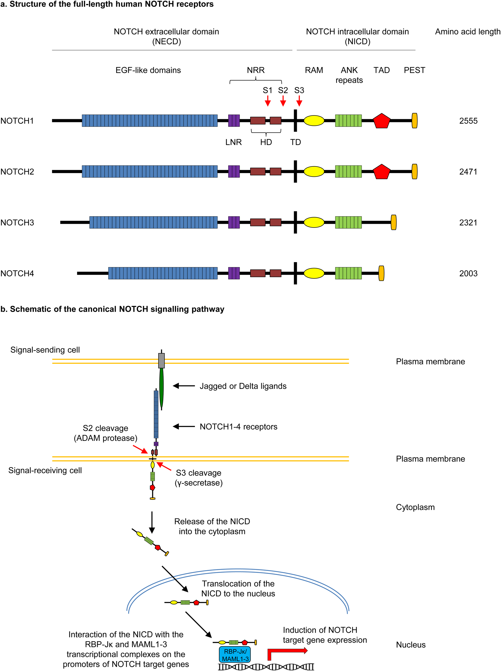 The emerging role of NOTCH3 receptor signalling in human lung diseases ...