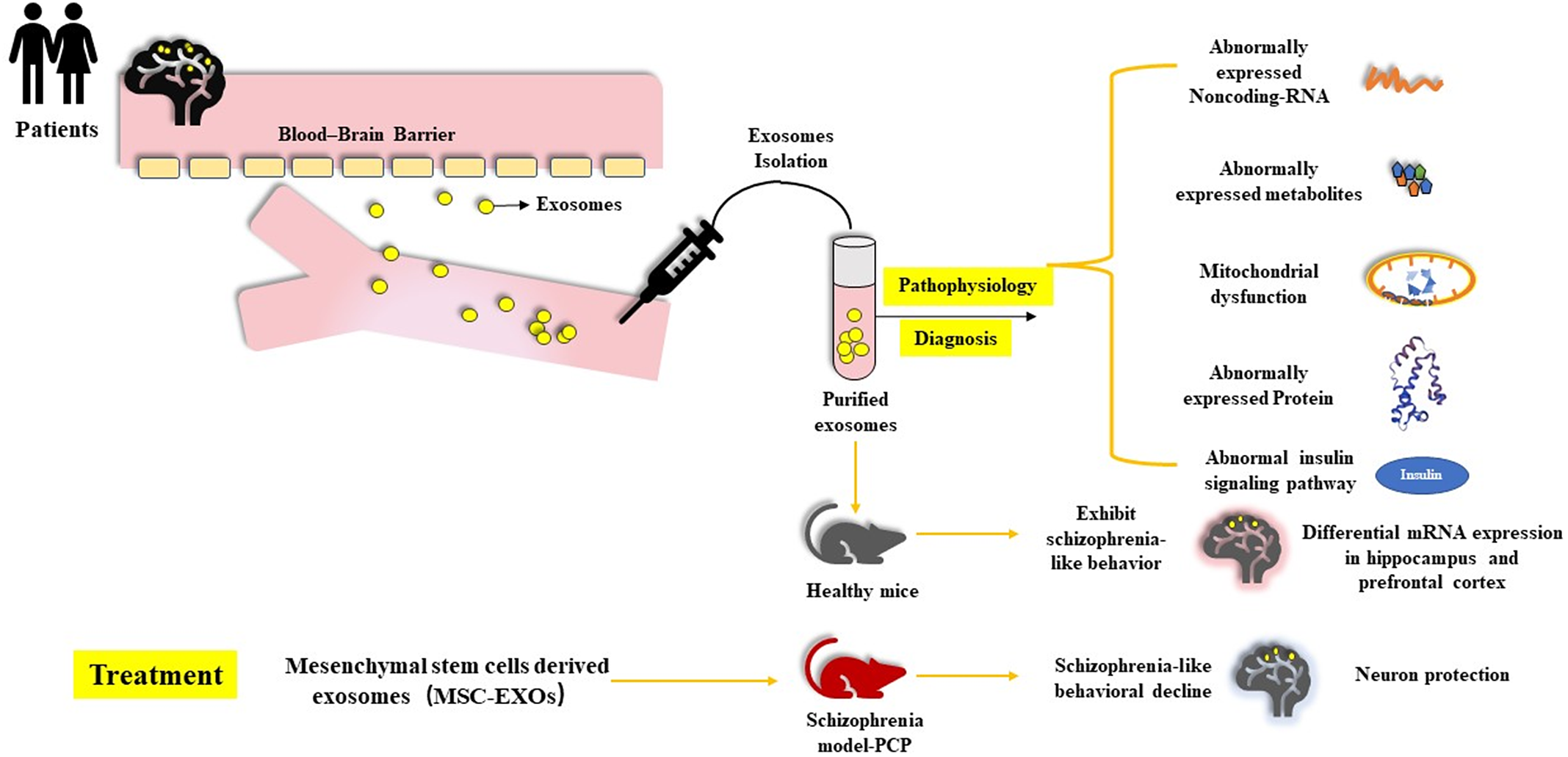 Exosomes in schizophrenia: Pathophysiological mechanisms, biomarkers ...