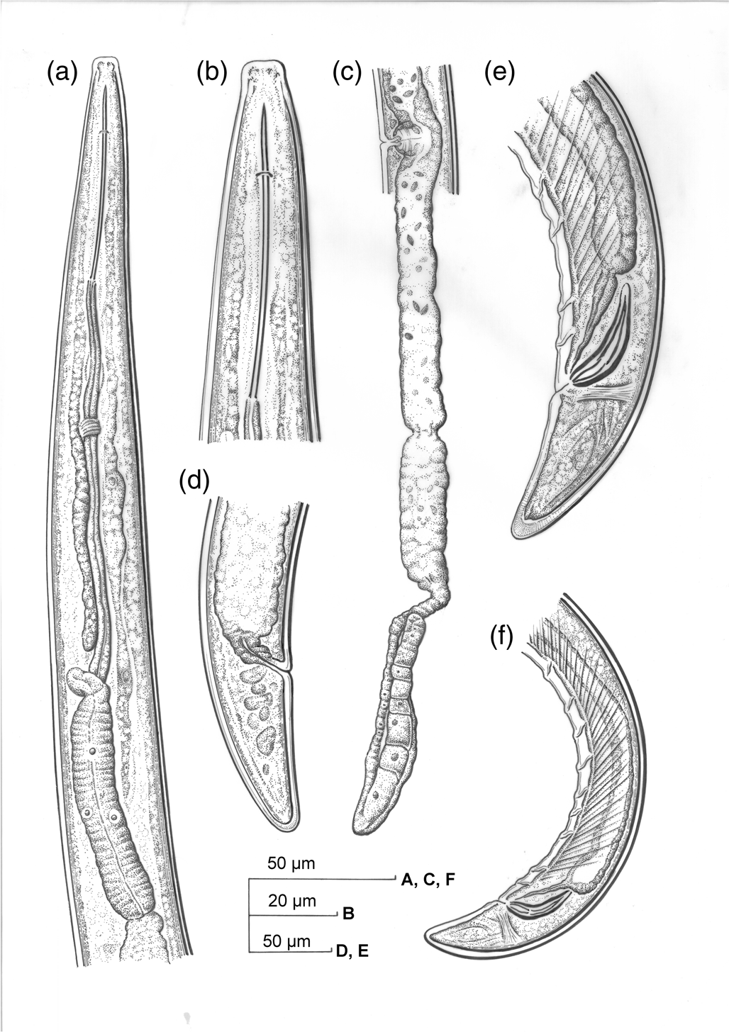 A new needle nematode, Longidorus maginicus n. sp. (Nematoda ...