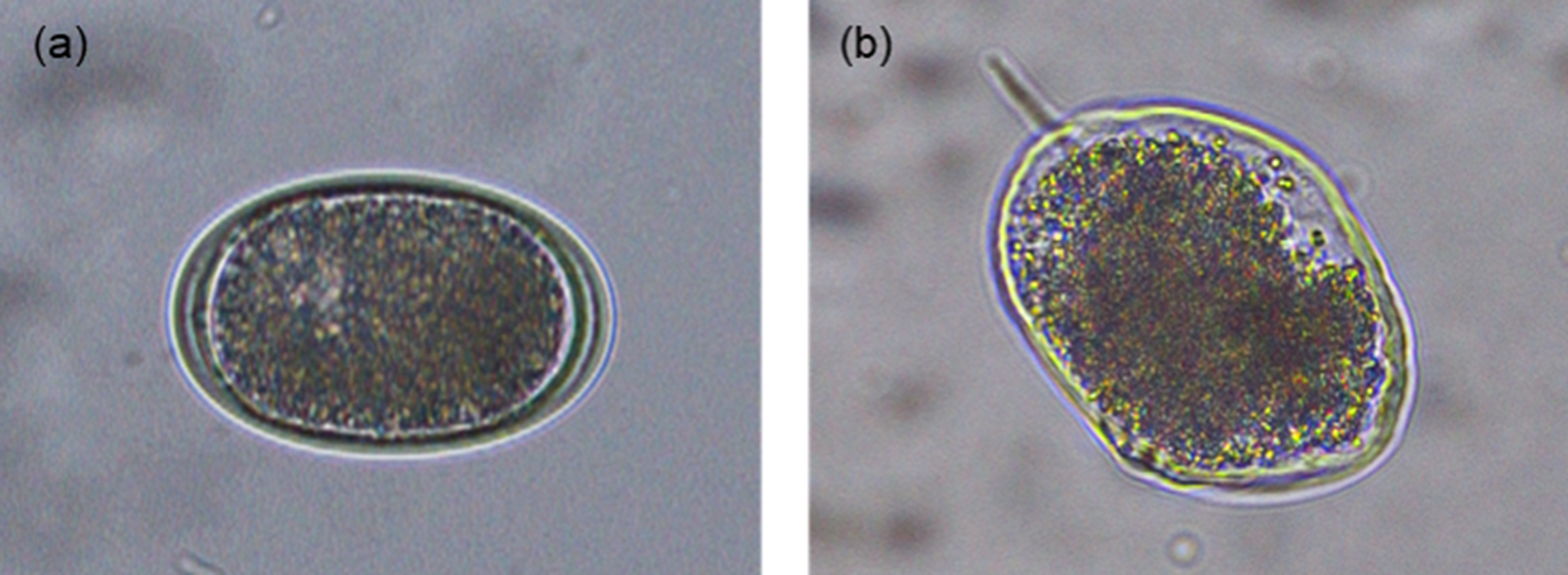 Evaluation of in vitro methods of anthelmintic efficacy testing against ...