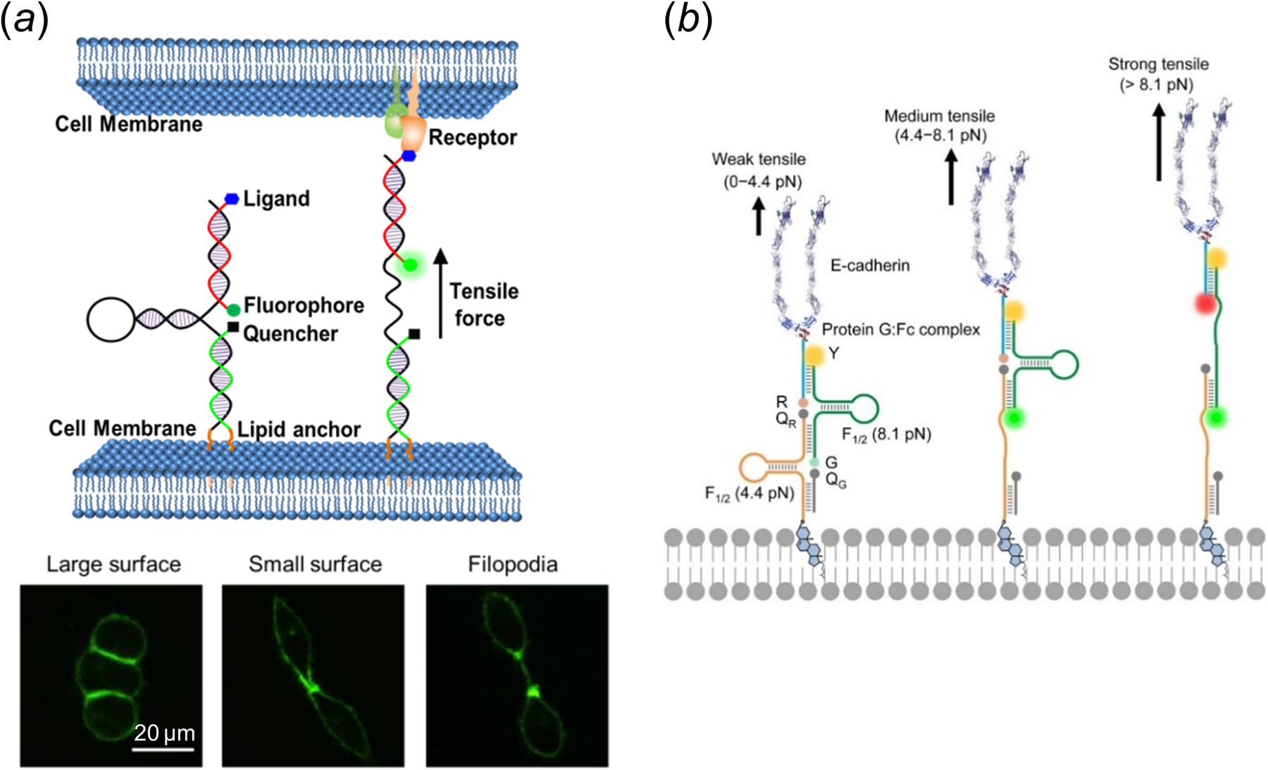 Digging into the biophysical features of cell membranes with lipid-DNA ...