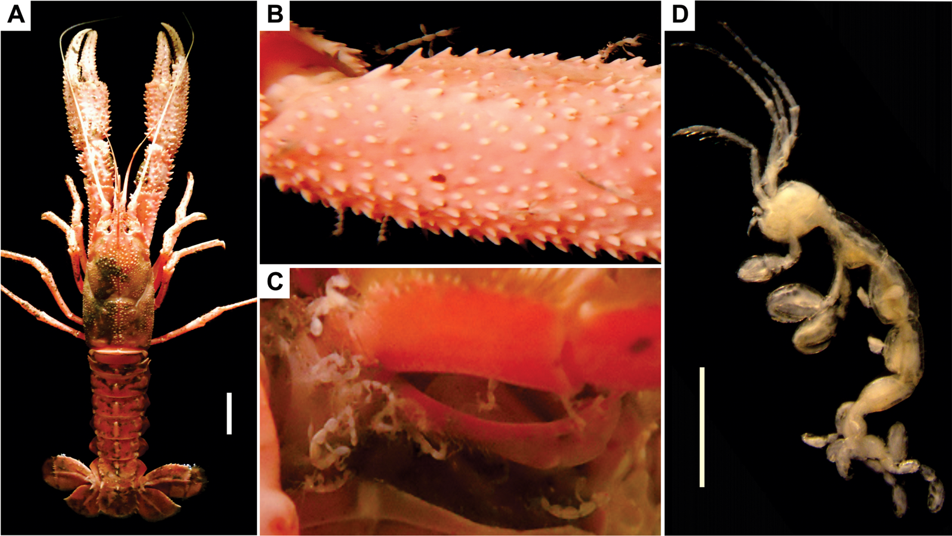 New epibiotic association in the deep-sea: the amphipod Caprella ...