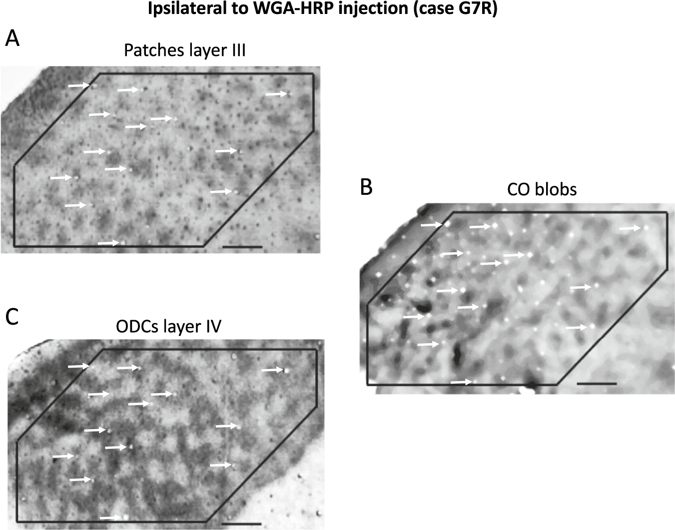 Overall patterns of eye-specific retino-geniculo-cortical projections ...