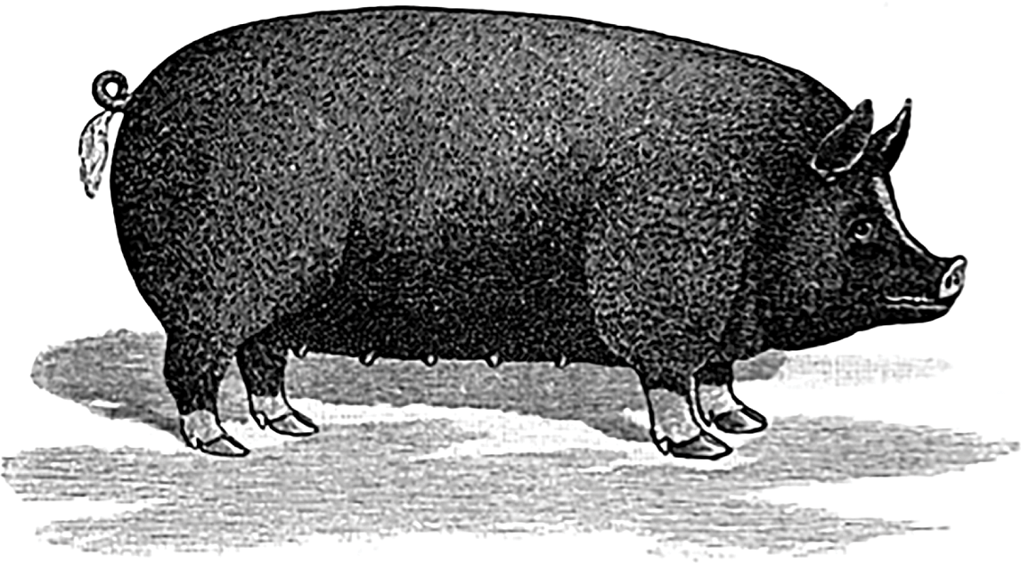 The Origin of Species (Chapter 1) - Understanding Natural Selection