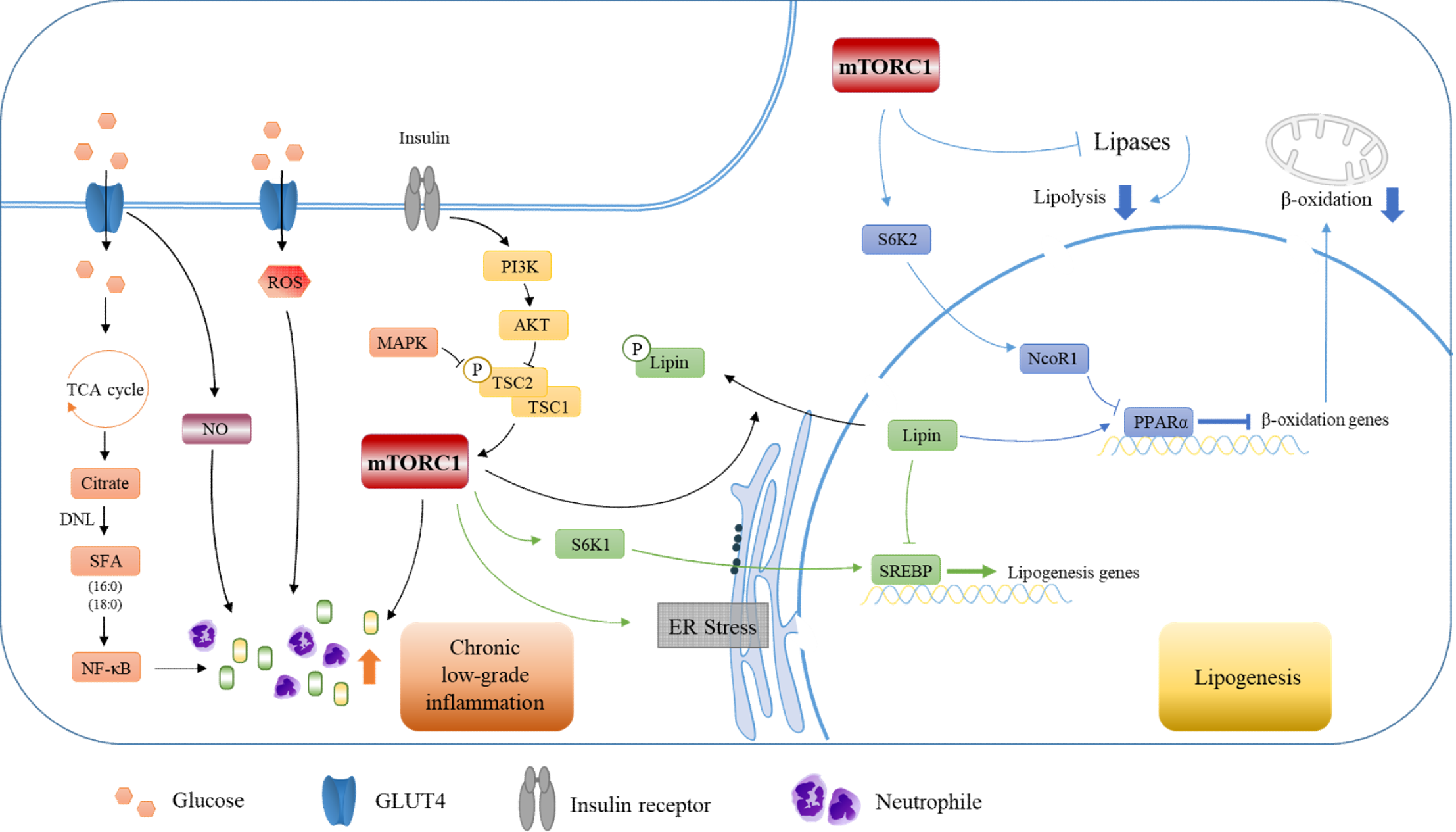 Carbohydrates deteriorate fatty liver by activating the inflammatory ...