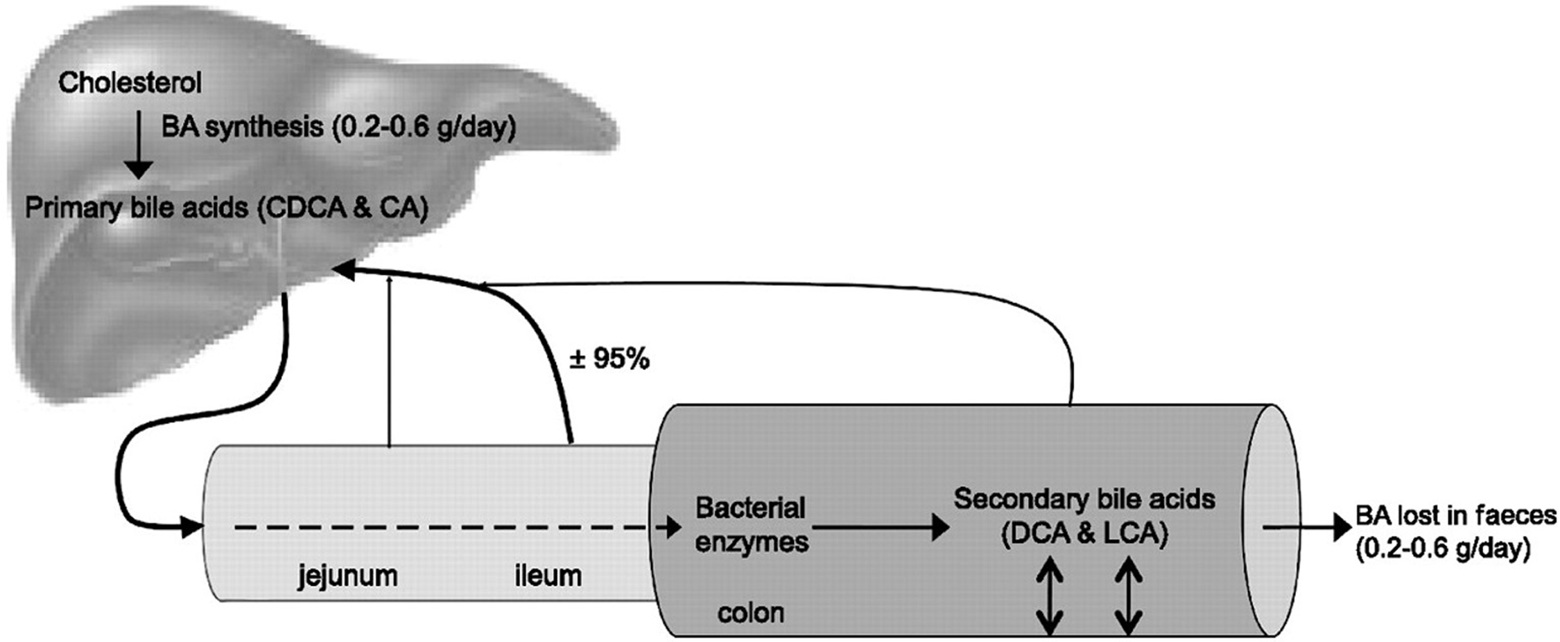 Circulating bile acids as a link between the gut microbiota and ...
