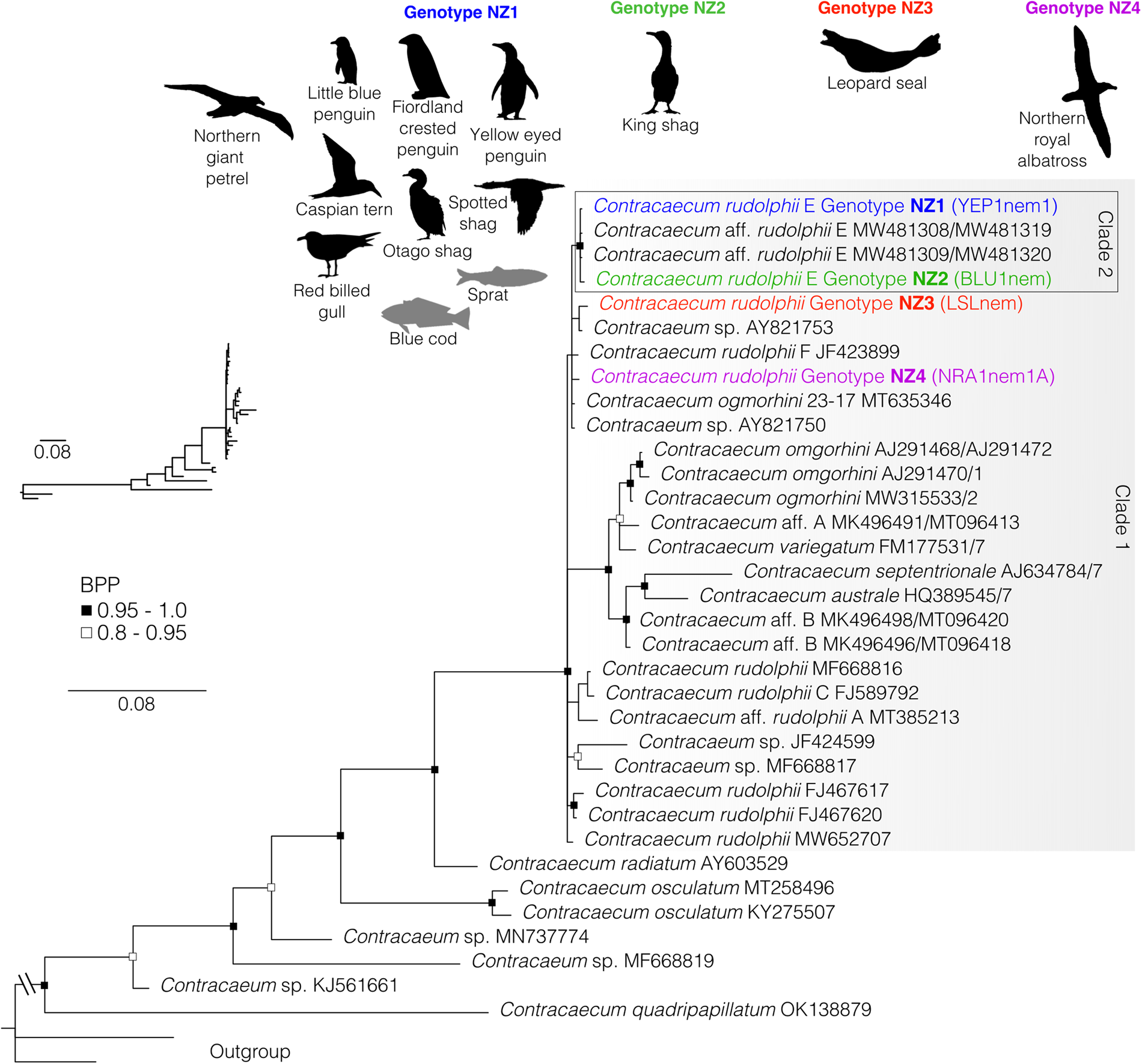 Large-scale genetic investigation of nematode diversity and their ...