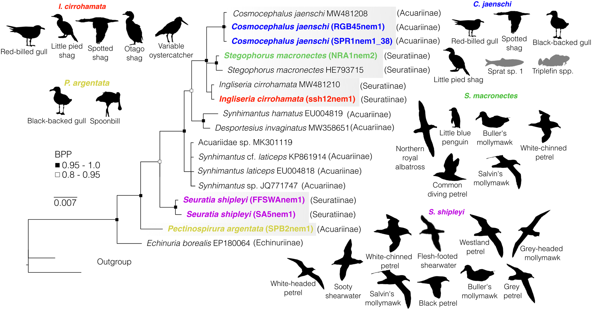 Large-scale genetic investigation of nematode diversity and their ...