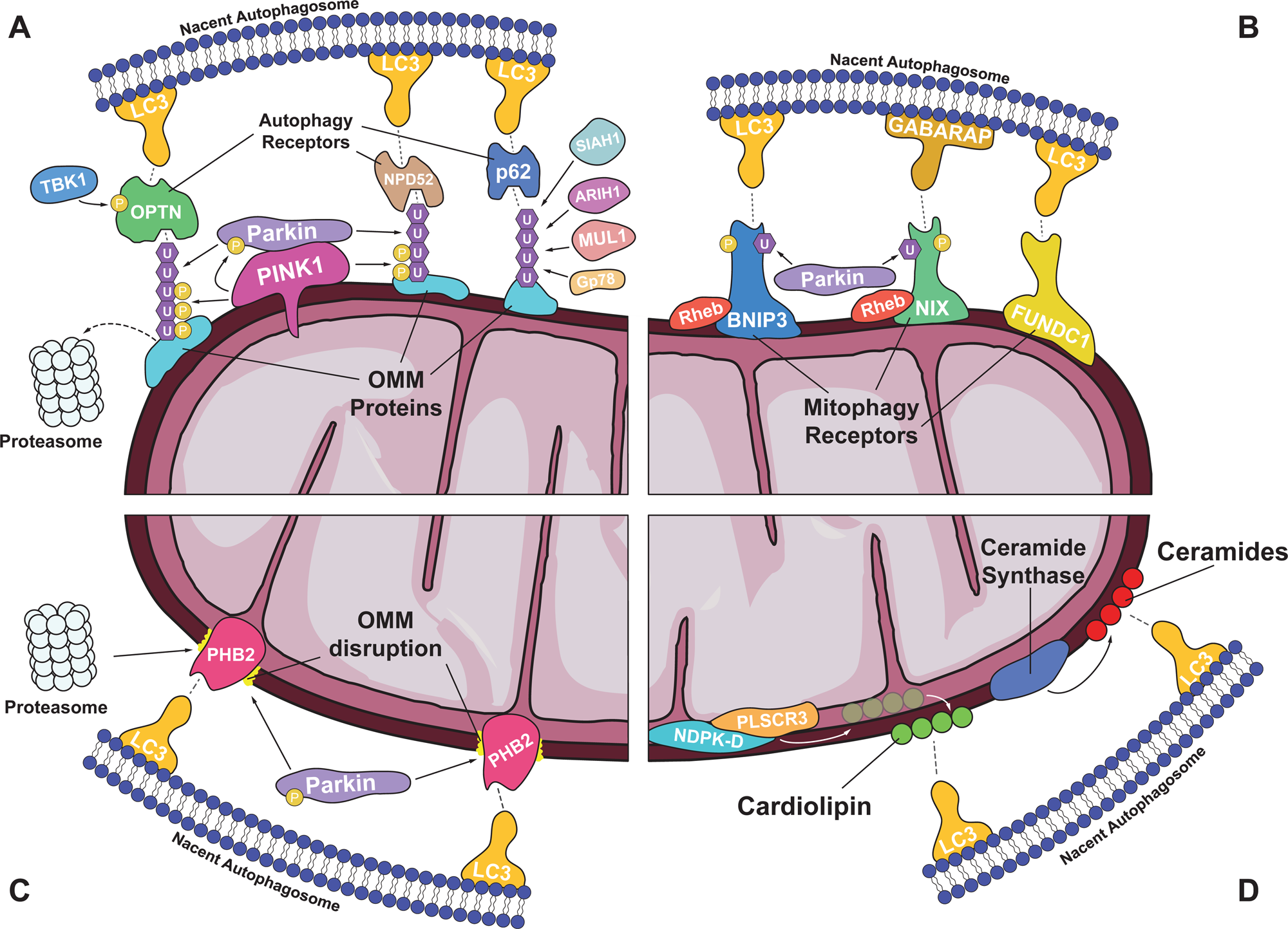 The compartmentalised nature of neuronal mitophagy: molecular insights ...