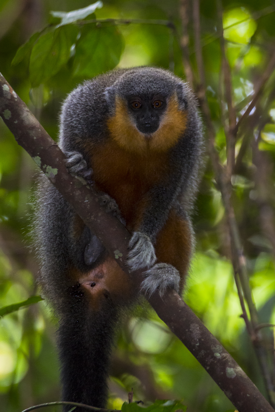 Using population surveys and models to reassess the conservation status ...