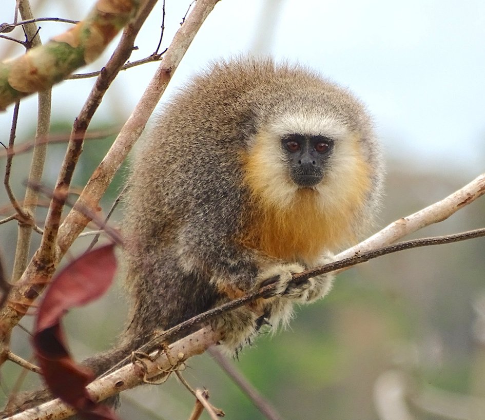 Primate conservation in the Arc of Deforestation: a case study of ...