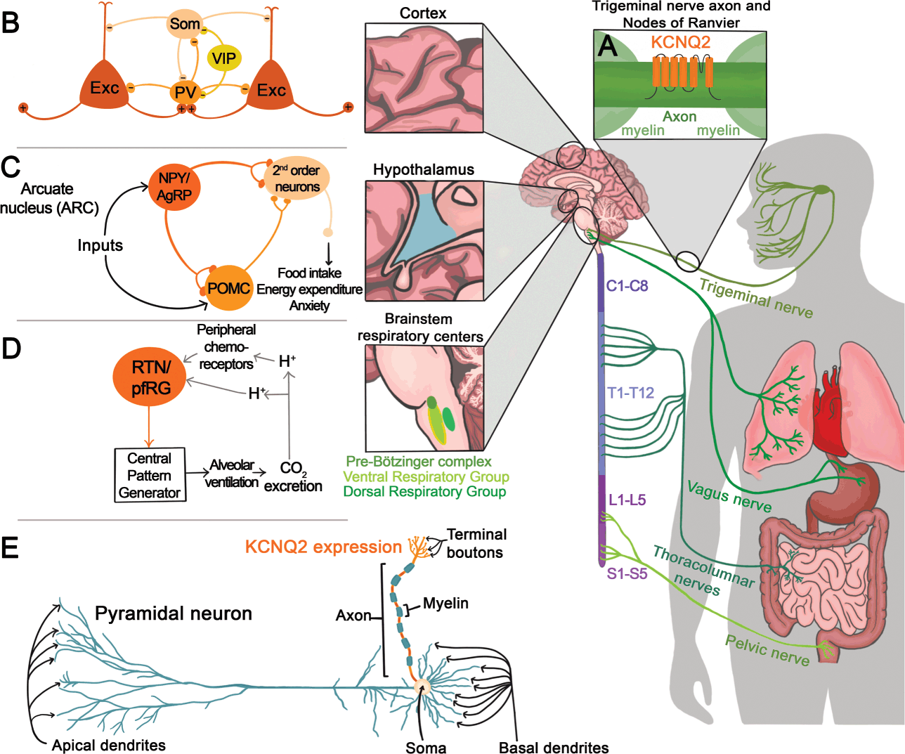 KCNQ2- and KCNQ3-Associated Epilepsy
